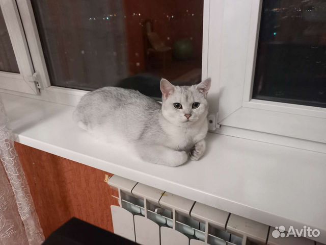 Вязка с кошечкой серебристая шиншилла