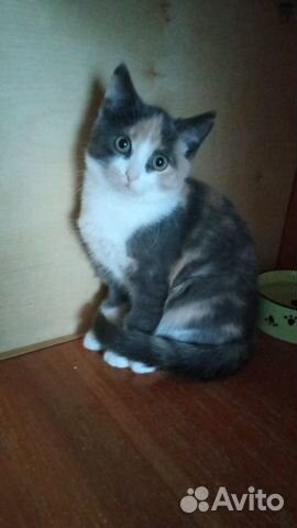 Котенок девочка в добрые руки