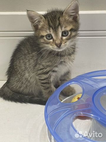 Очень славные котята в дар, возраст 1,5 месяца