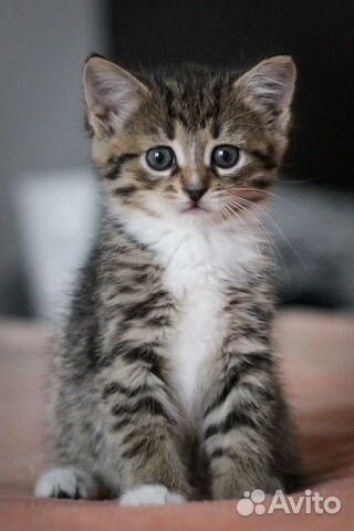 Котенок Жасмин в дар