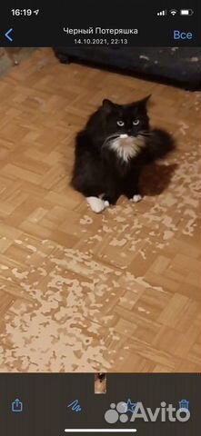 Найдена кошка