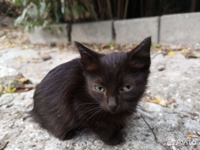 Черный котенок