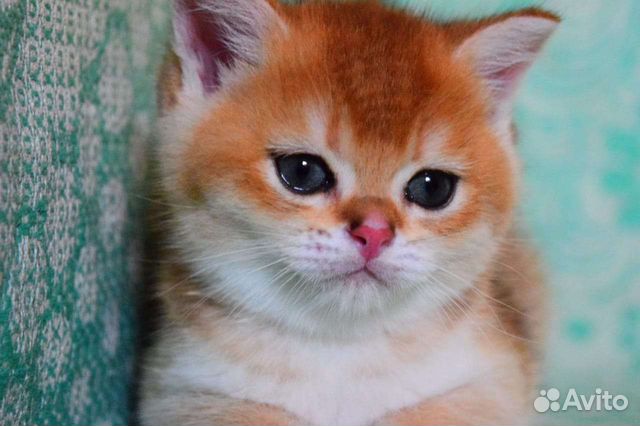 Золотой Кексик