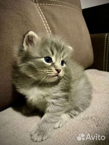 Котята Карамелька и Компот