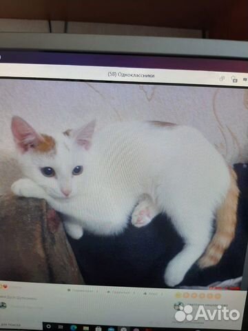 Кошечка