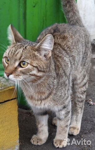 Котик камышовый мышелов в добрые руки