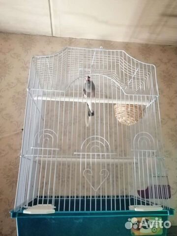 Продам рисовый амадинов