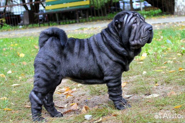 Шар-Пей черная жемчужина