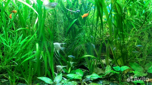 Валлиснерия и криптокорина