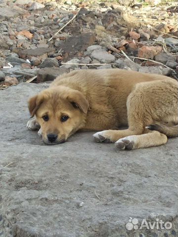 Собака в добрые руки мать алабай отец негодяй