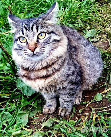 Котенок Кошечка Стеша 5,5 мес Шпротик Пушистый Спа