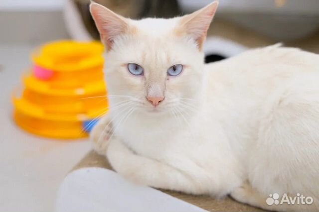 Кот в добрые руки