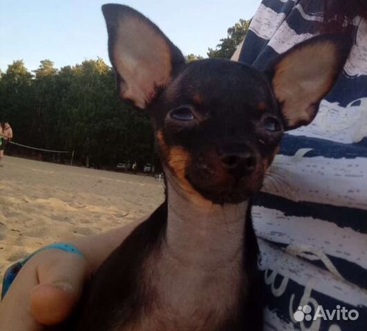 Мини той-терьер щенки продажа