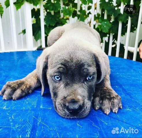 Щенки Кане Корсо