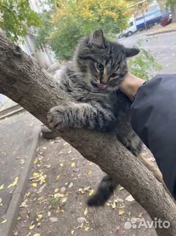 Ктоенок мальчик