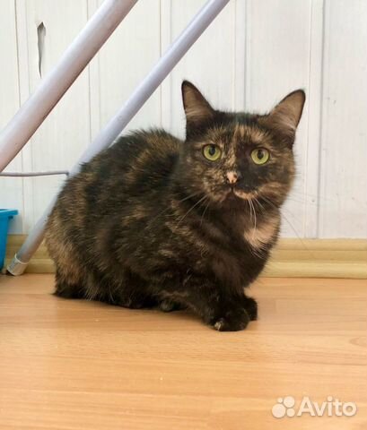 Кошечка Джесси - юная черепашка в дар