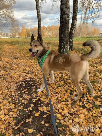 Ищет дом замечательный пес. Привит и кастрирован