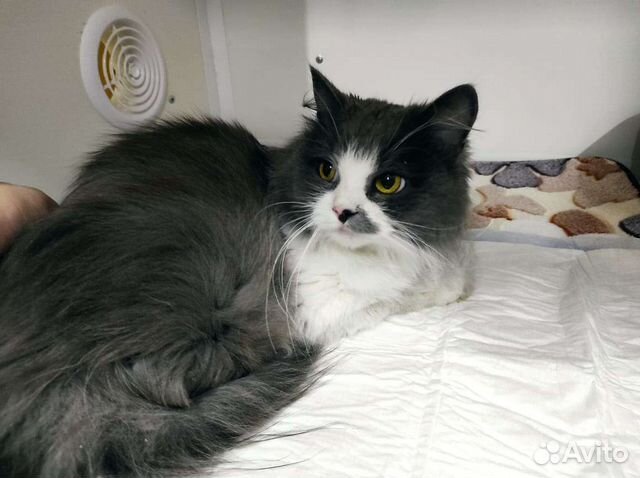 Кошка пушистая в дар