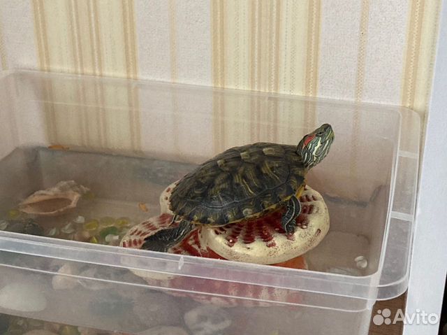 Красноухая черепаха
