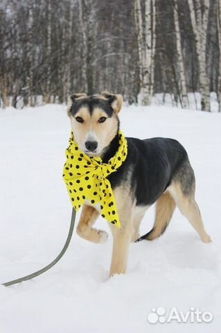 Собака в добрые руки. Эмма ищет дом