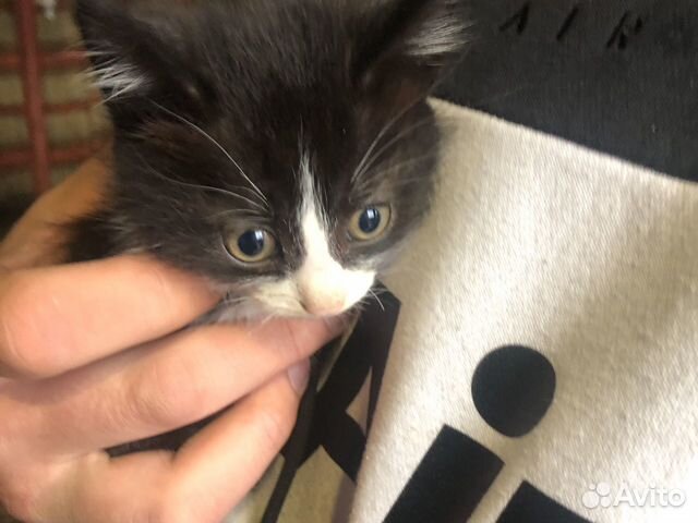 Котята сибирской кошки,умеют лаять,без торга