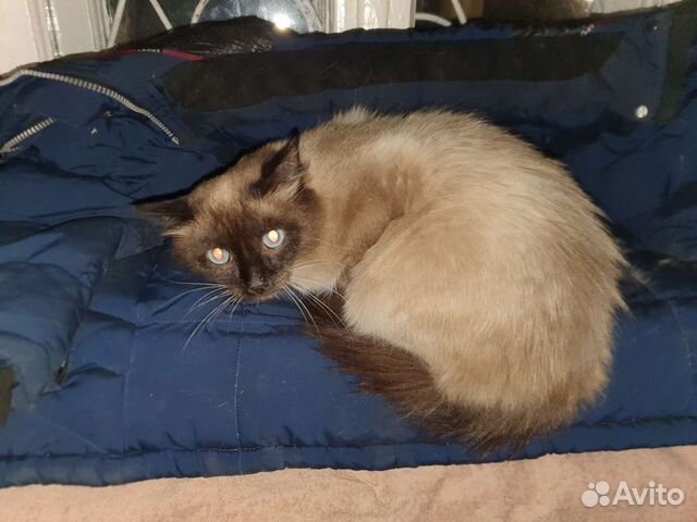 Синеглазый кот