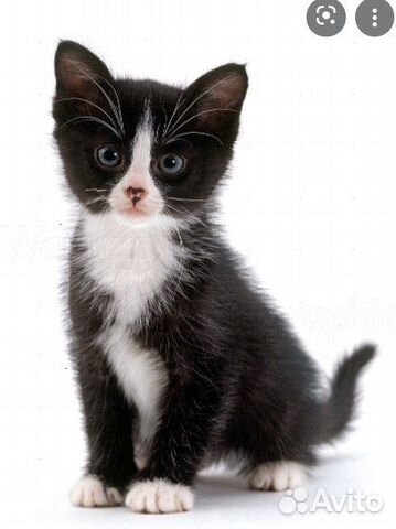 Котенок по имени Фредди