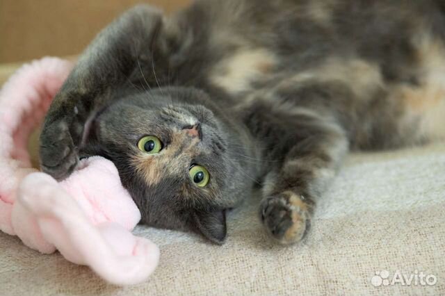 Забавная кошка Мурзилка, 11 месяцев