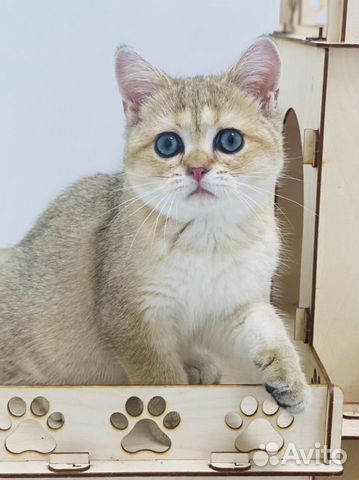 Шотландские прямоухие котята