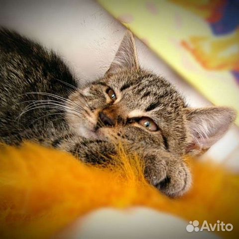 Котенок в добрые руки