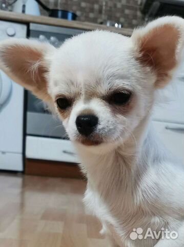 Блондинка чихуахуа