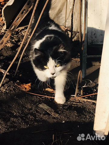 Кошечка котенок