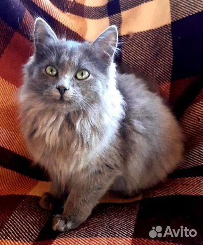 Котенок Кошечка Симочка Дым 4 мес спасениезамерзне