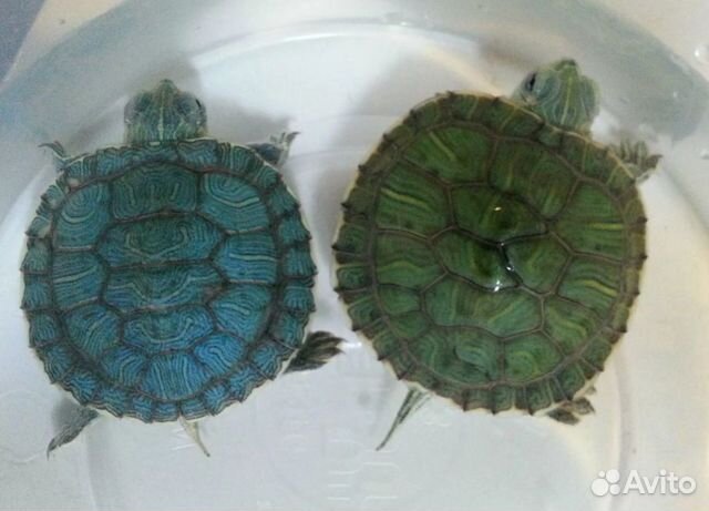 Отдам двух красноухих черепах. малыши