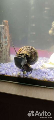 Улитки аквариумные