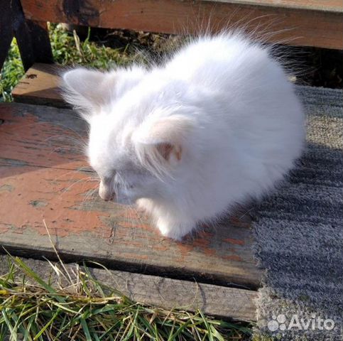 Котёнок в дар