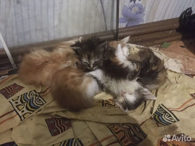 Котята в добрые руки