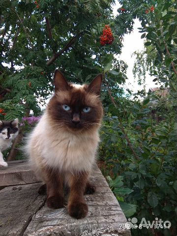 Пристрою кошку с котенком