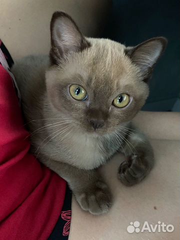 Котенок Американская Бурма