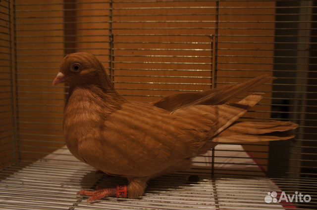 Пермские голуби