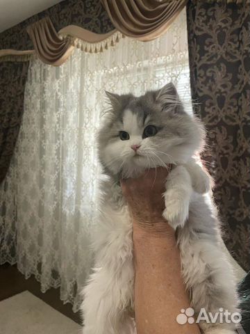 Шотландские котята