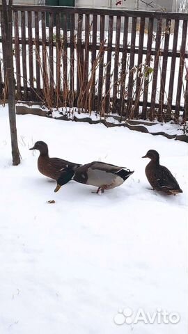 Подсадные утки