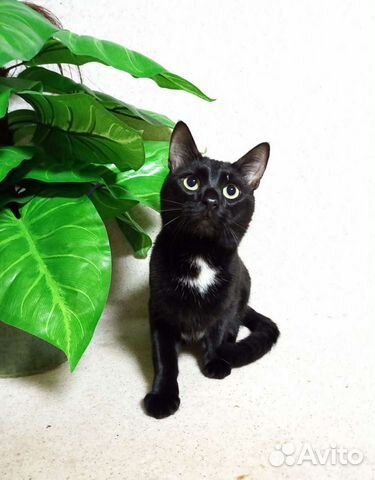 Саймон котик