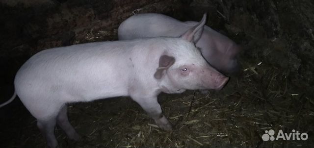 Продам поросят