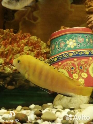 Цыхлида Еллоу