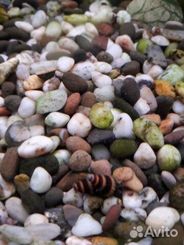 Улитка Хелена