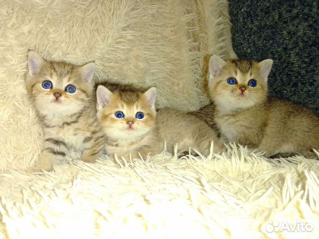 Кошки