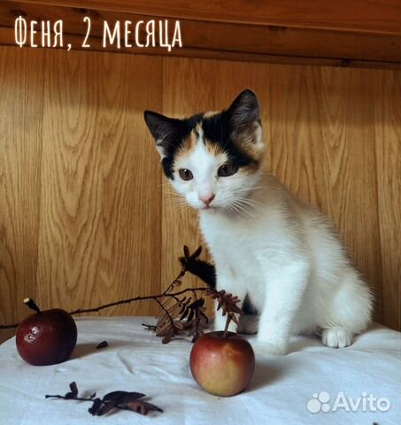 Котенок фенечка, 2 мес
