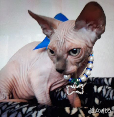 Канадский сфинкс