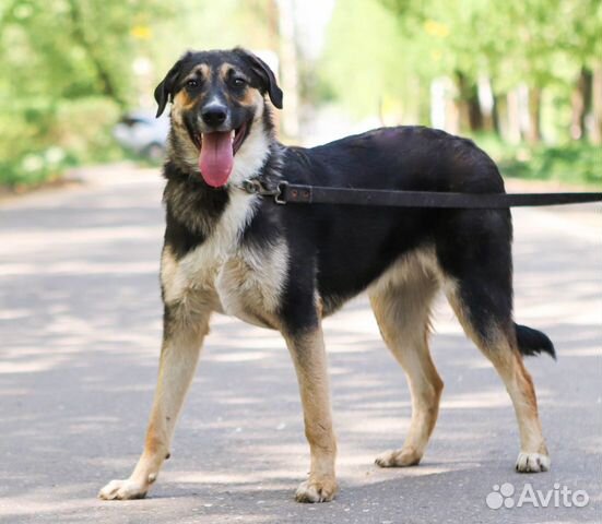 Шуша ждет семью